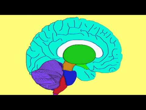 BRAIN: 6 REGIONS