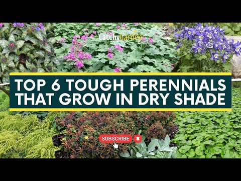 Top 6 Tough Perennials That Grow in Dry Shade π·π // Gardening Ideas