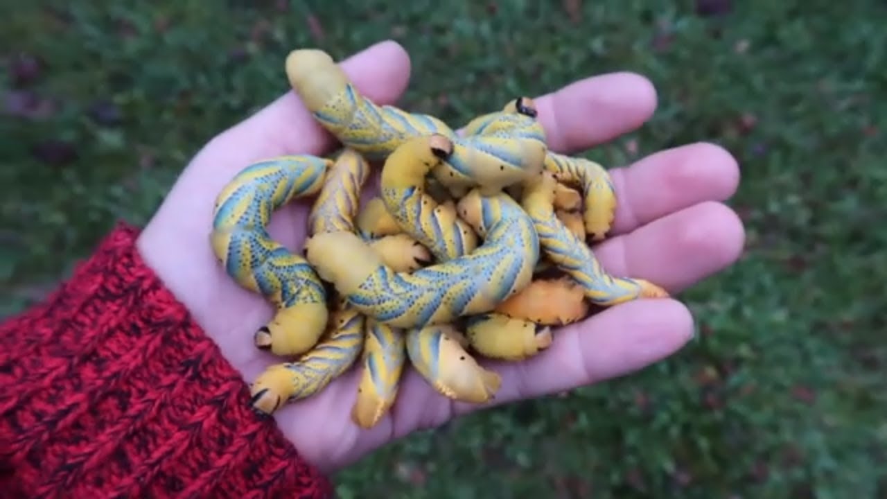 Giant Caterpillars: Deathshead-hawkmoth (Acherontia atropos)