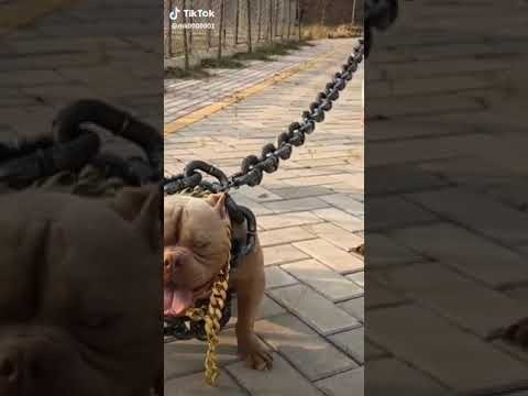 Top  breads of petbull