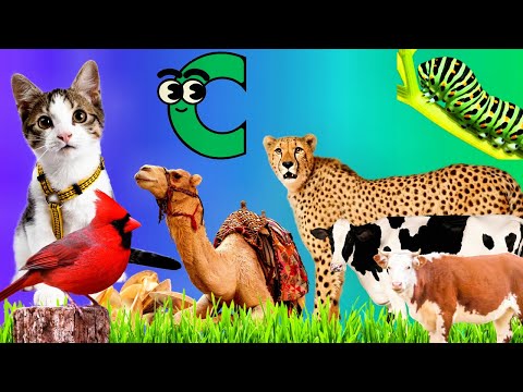 πΎ Cool Animals That Start with "C"! Fun Facts for Kids π/ Fun and Educational Video for Kids