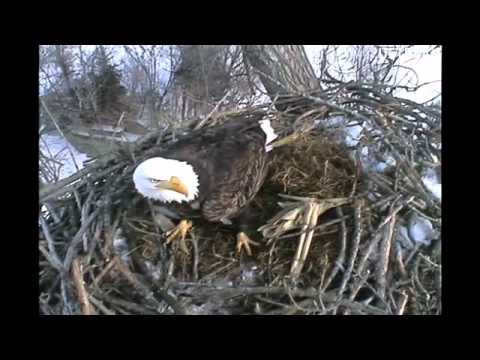 Decorah Eagles Dad's Wingspan 1-16-12