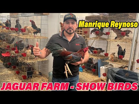 Big Farm Show Birds Jaguar Farm - Beautiful Birds Farm Owner Manrique Reynoso