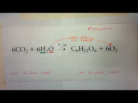 Photosynthesis Equation Explanation