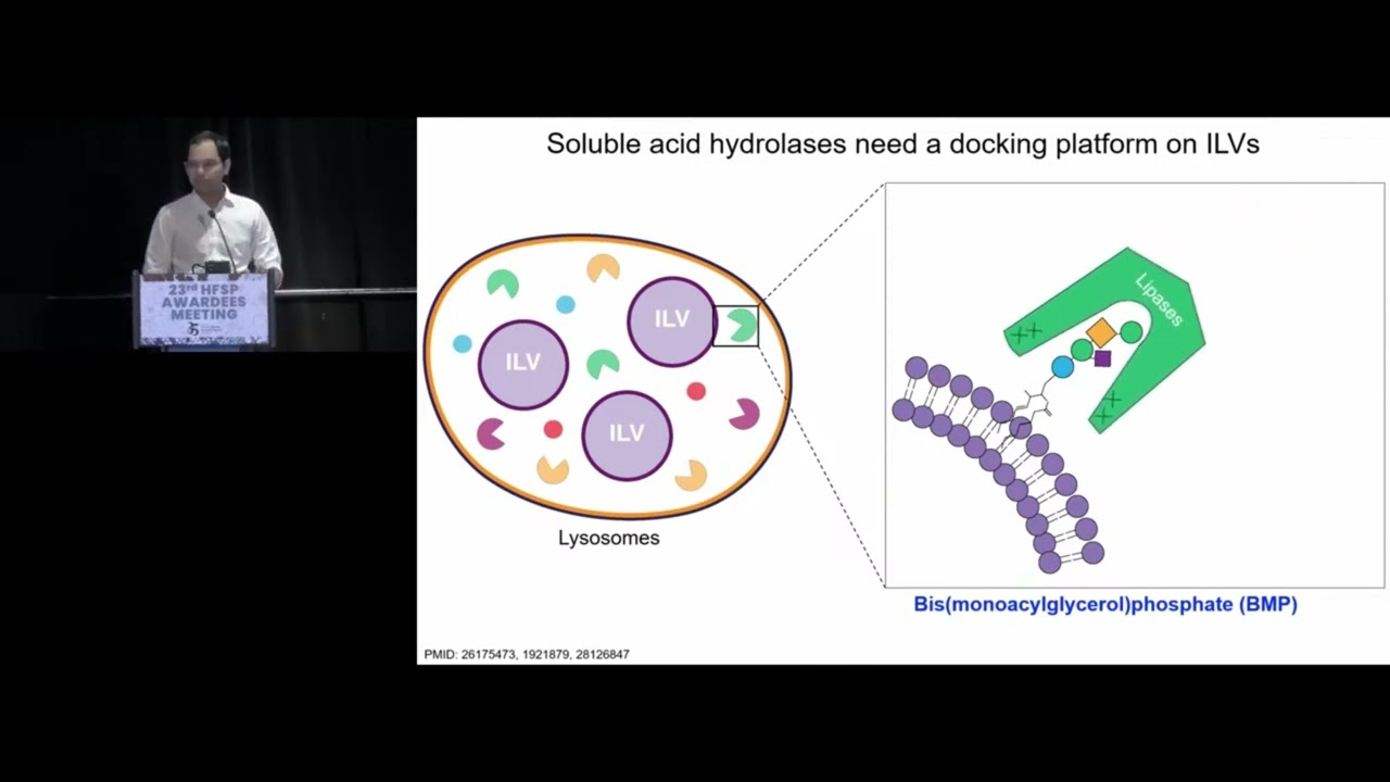 MAPPING THE BIOSYNTHESIS OF BMP, A KEY PHOSPHOLIPID ENABLING LIPID DEGRADATION IN THE LYSOSOMES