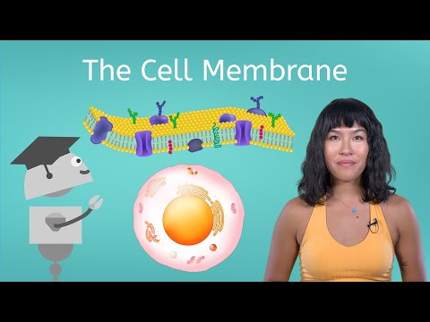 The Cell Membrane - Biology for Teens!