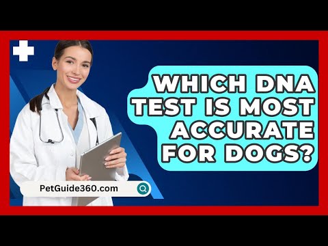 Which DNA Test Is Most Accurate For Dogs? - PetGuide360.com