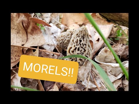 MOREL HUNTING IN OKLAHOMA!!!