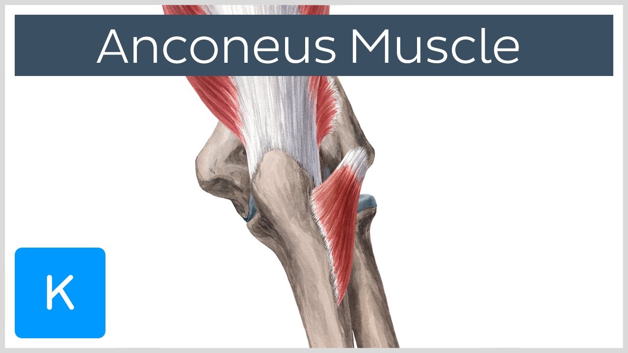 Anconeus Muscle - Origin, Insertion & Innervation - Human Anatomy | Kenhub