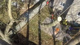 3 Best Tree Services in Laval, QC - Expert Recommendations