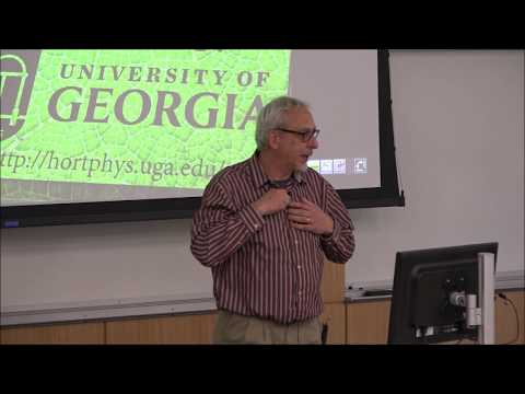 Photosynthetic Efficiency and Supplemental Greenhouse Lighting
