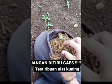 Matanya Berulat Arjuna Beta #shorts #pemersatubangsa #youtubeshort