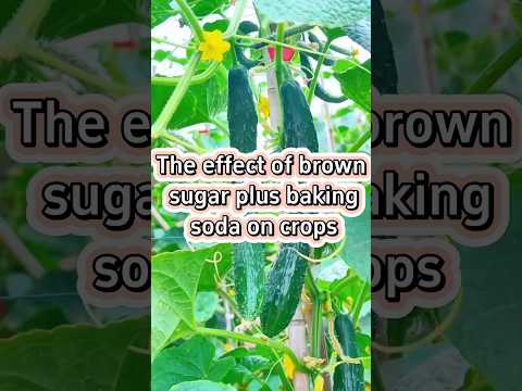 Using brown sugar and baking soda in agriculture #garden #gardendelight #gardenanswer #gardenwise