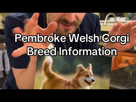 Pembroke Welsh Corgi Breed Information