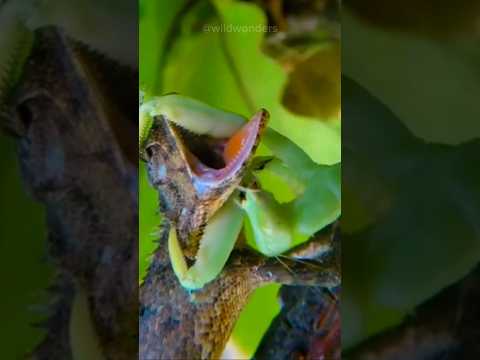 Praying Mantis | Nature's Assassin
