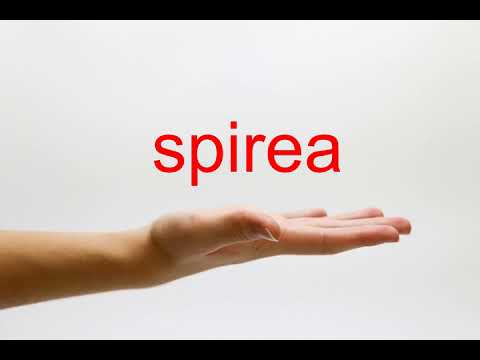 How to Pronounce spirea - American English