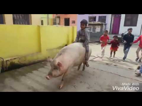 Main nikla gaddi leke