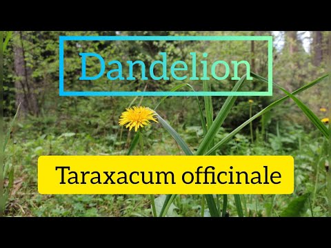 Dandelion (Taraxacum officinale)