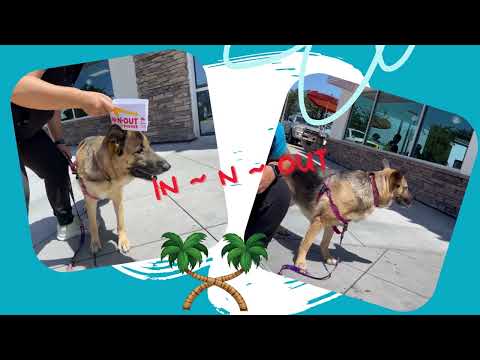 Maya - Available for Adoption at SPCA Monterey County