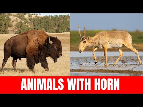Horned Animals With Sounds and Names for Babies & Toddlers