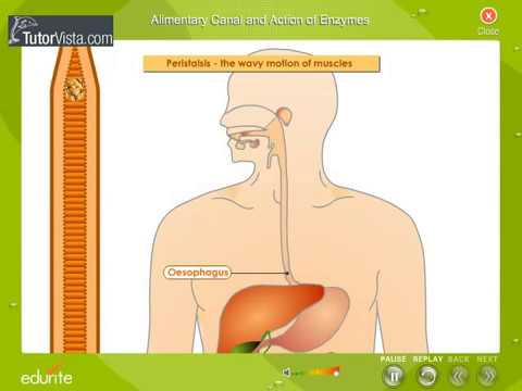 Alimentary canal and Action of enzymes