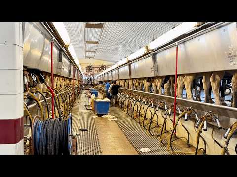 162 MIL LITROS DE LECHE CON 3600 VACAS LECHERAS 🇺🇸