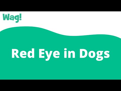 Red Eye in Dogs | Wag!