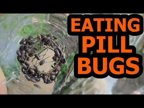 How to Eat Pill Bugs ::: Roly Poly!