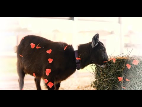 Goat My Valentine, Goat Fashion Show in Union Square, San Francisco