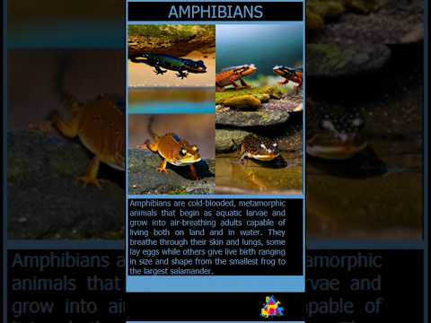 Amphibian Facts: Highly Adaptable! - Animal Adventure Ave.