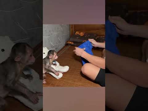 Baby monkey NANA is itchy and waiting for dad to help #shorts #smartmonkey #monkey #babymonkey