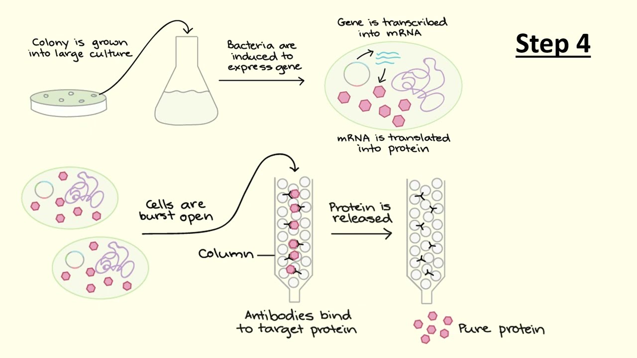 QCE Biology unit 4 - Biotech and Recombinant DNA