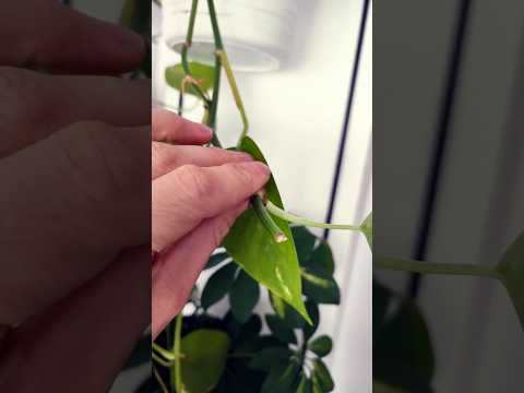 simple propagation of epipremnum