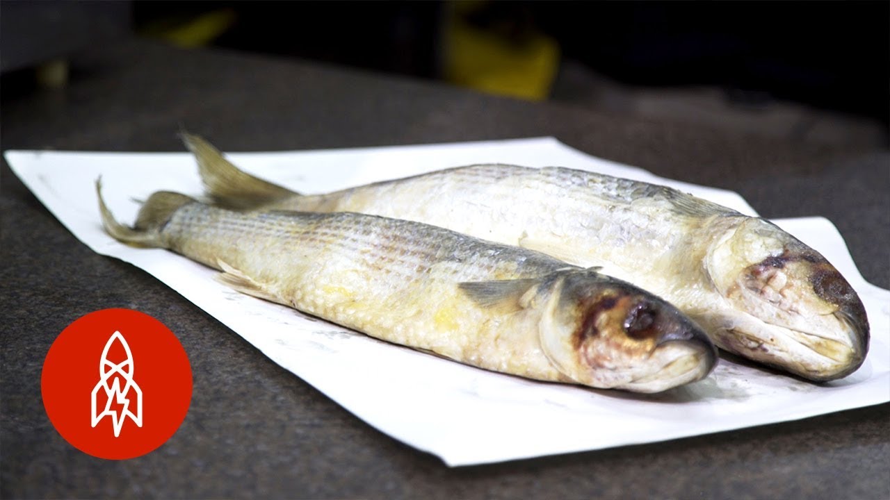 Fesikh | Local Preserved Mullet From Egypt