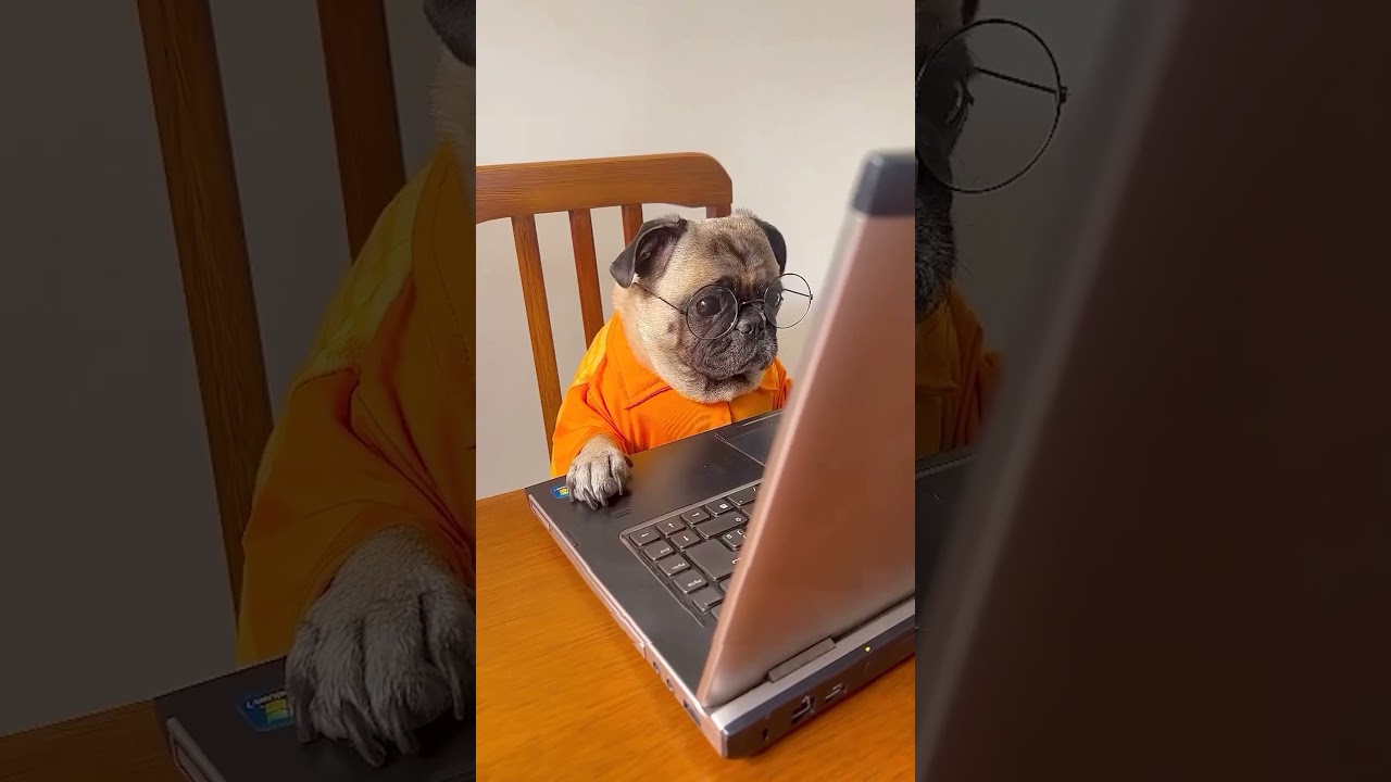 Dog Staring at Computer Meme Template #memetemplate #memes