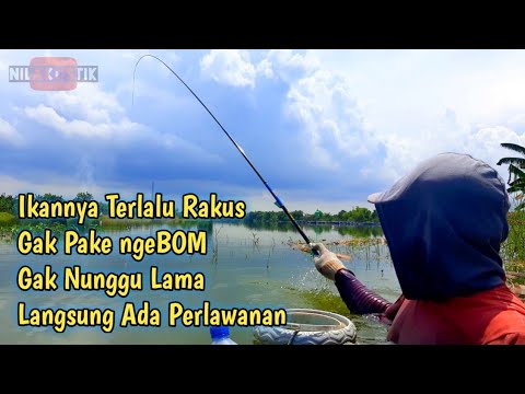 IKAN NYA ROSO ROSO | BENGAWAN MATI KARANGGENENG, LAMONGAN