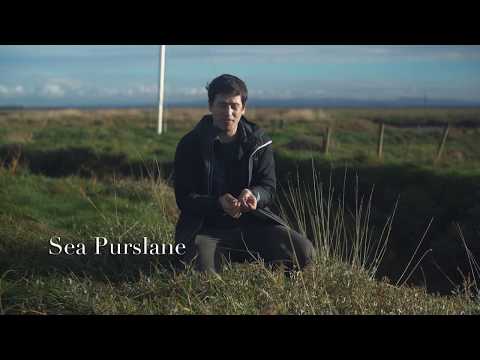 Forage and Cook -  Sea Beet, Sea Aster & Sea Purslane Fish Chowder