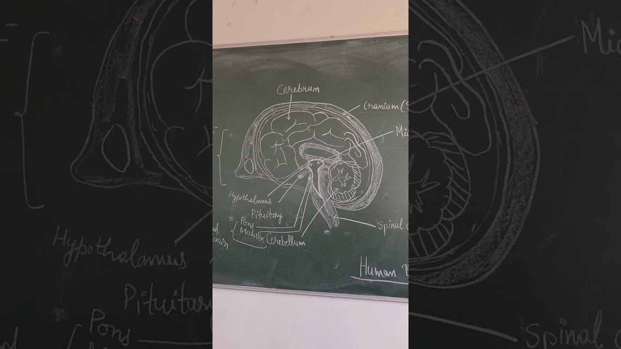 Structure Of Brain.