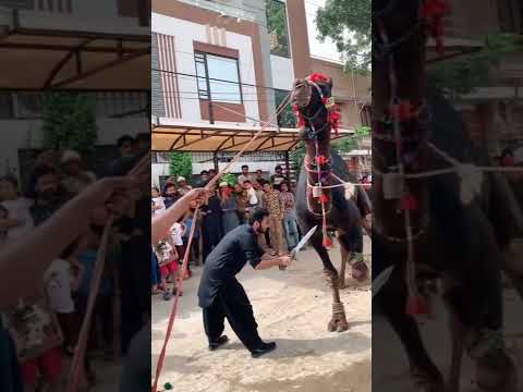 Black Camel ???? Qurbani ????in Pakistan ???????? #short #eiduladha #shortvideo #qurbanistatus #deennpechalo