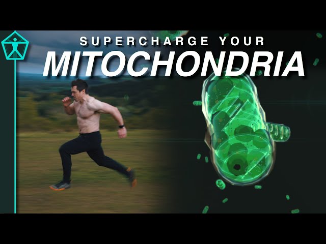 How to Supercharge Your Mitochondria for Energy, Endurance, and ...