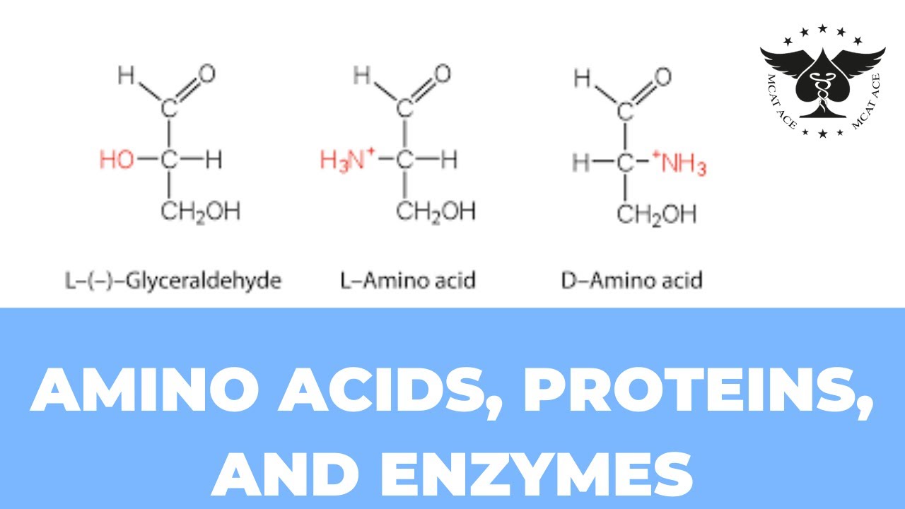Amino acids, proteins, and enzymes | Biology 1 | MCAT ACE