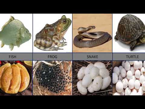 Oviparous: Animals that lay eggs to reproduce