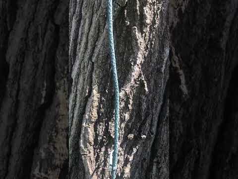 Protecting a tree from lightning - Lightning Protection System