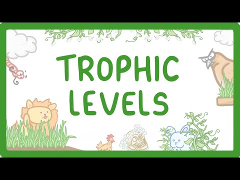 GCSE Biology - Trophic Levels - Producers, Consumers, Herbivores & Carnivores