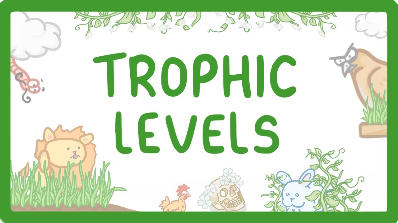 GCSE Biology - Trophic Levels - Producers, Consumers, Herbivores & Carnivores (2026/27 exams)