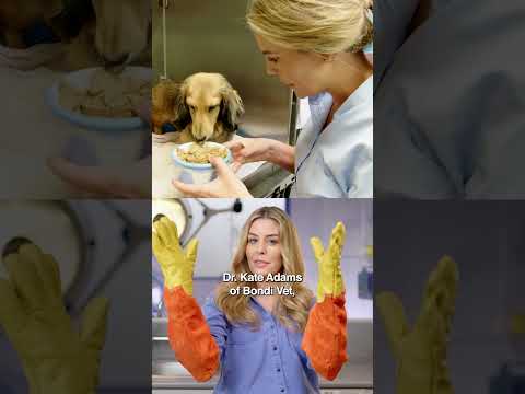 🌟 Dream of working with animals? Now’s the time!