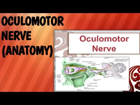 OCULOMOTOR NERVE(PATHWAY)