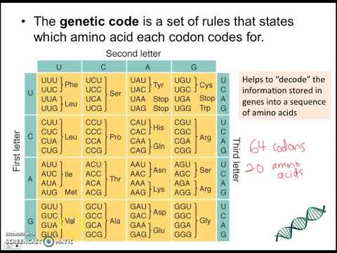 The Genetic Code Rules (Warning: It comes in triplets!)