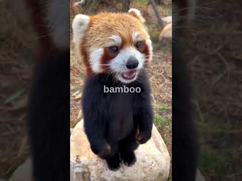 🐼🌍 The Fascinating World of Red Pandas: Unveiling Their Secret Lives 🤫🌿🔍