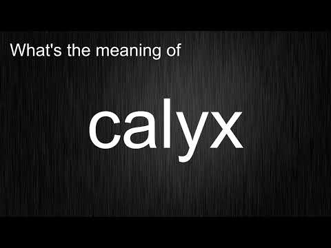 What's the meaning of "calyx", How to pronounce calyx?
